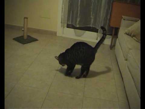 cat doing the moonwalk of michael jackson,(michael"catson"!) - YouTube