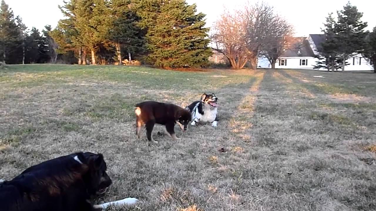 10 Week Old Aussie Pups Playing in Yard - Maine Aussies (207) 769-2326 ...