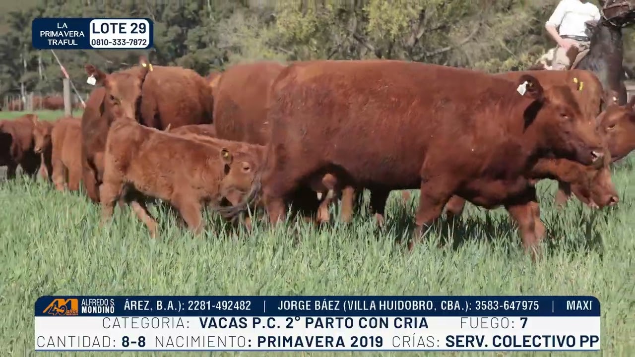 LOTE 29 VACAS PC 2° PARTO CON CRÍA - YouTube