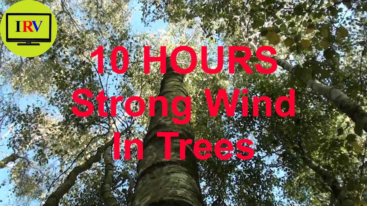 10 Hours Wind Sleep Sounds, Strong Wind In Trees Nature Sounds For ...