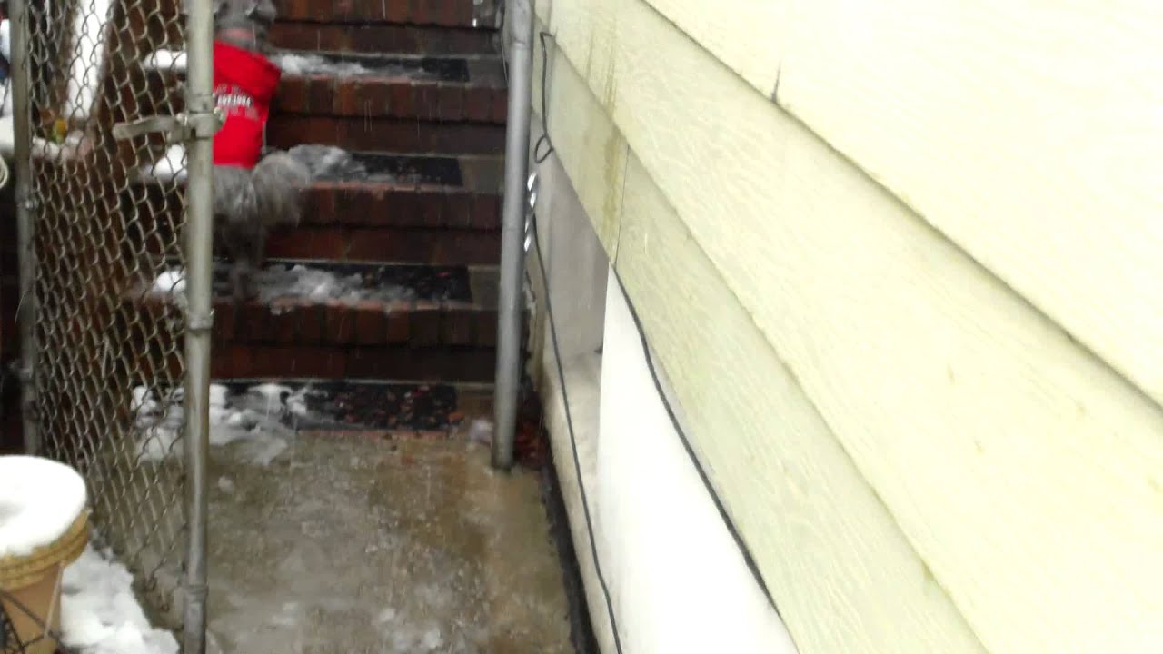 even with bacon in my hands mr mallonagen is camera shy still - YouTube