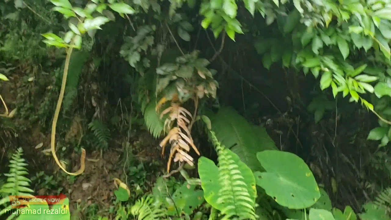 perjalanan ke bifa cottage - YouTube