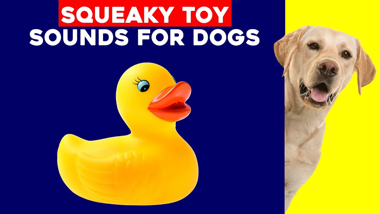 Squeaky Toy Dog Toy - Sounds for Dogs (Reason To Watch Now!) - YouTube