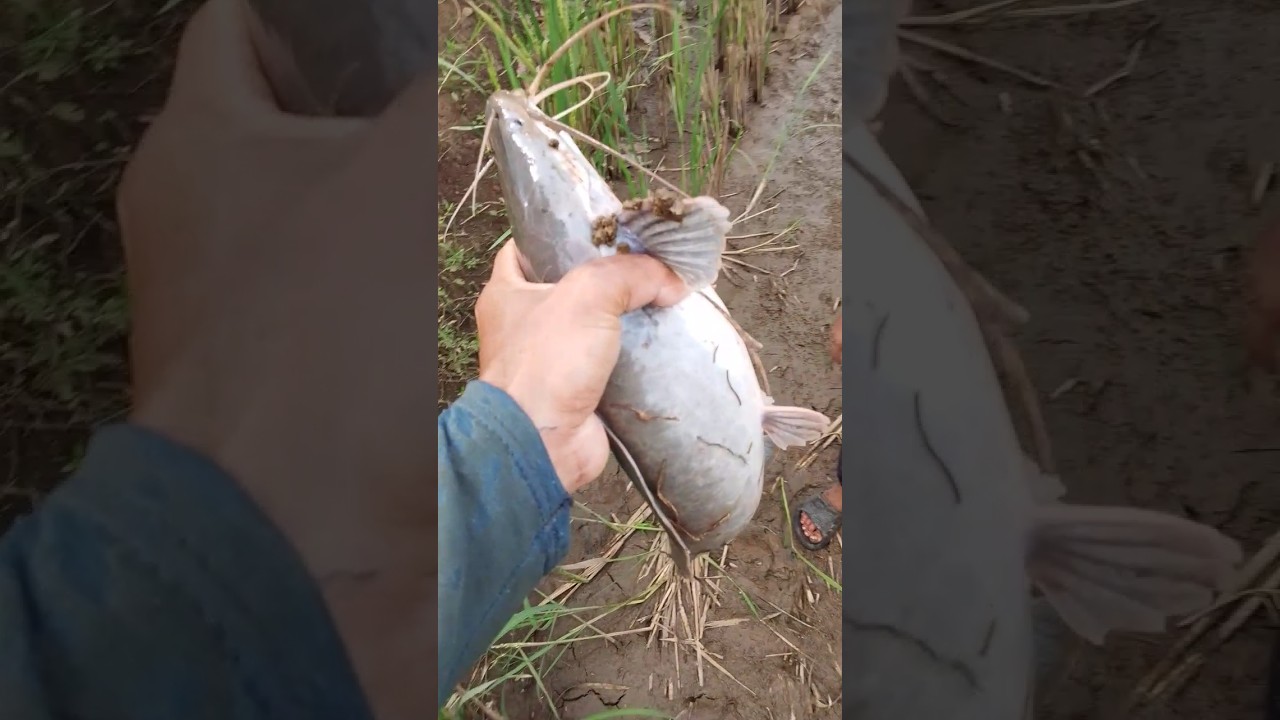 strom ikan pake satu tangan😱 - YouTube