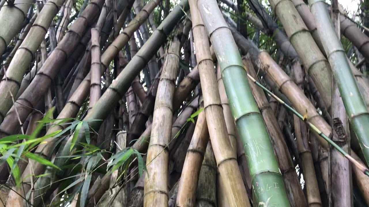 Bamboo Trees Making Noises - YouTube