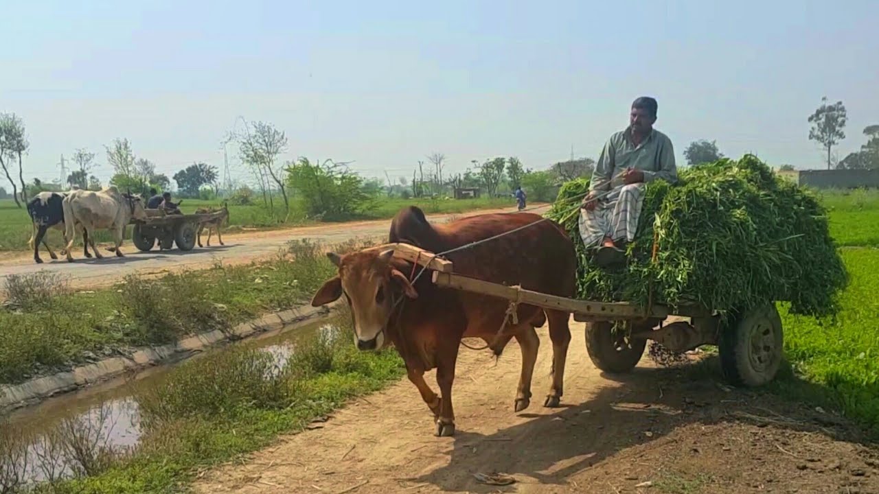 Beautiful Red Bull of Punjab With Full Load | Powerful Ox | Bull Cart ...
