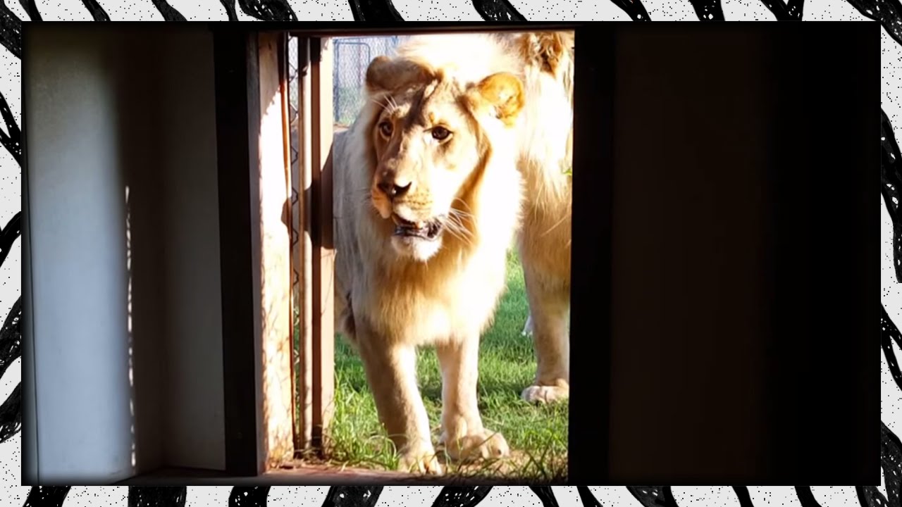 The great BeeBee migration! | SHUFFLING BIG CATS - YouTube