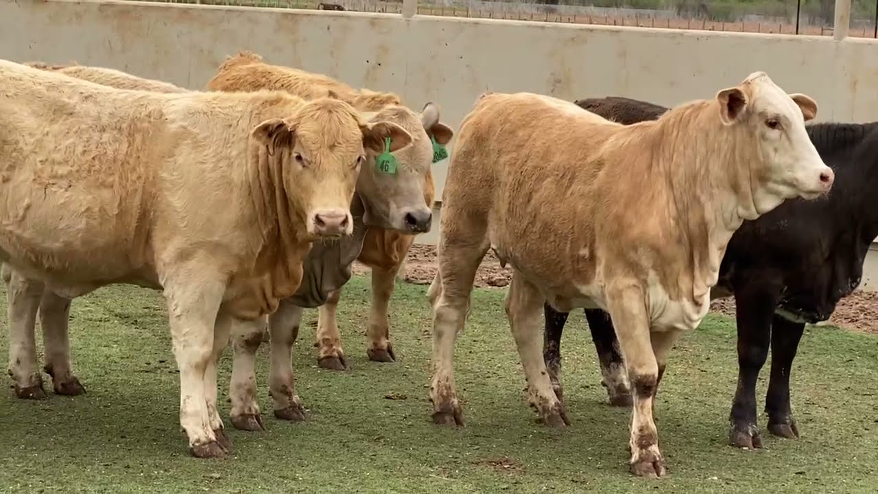 Charolais Cross Cattle