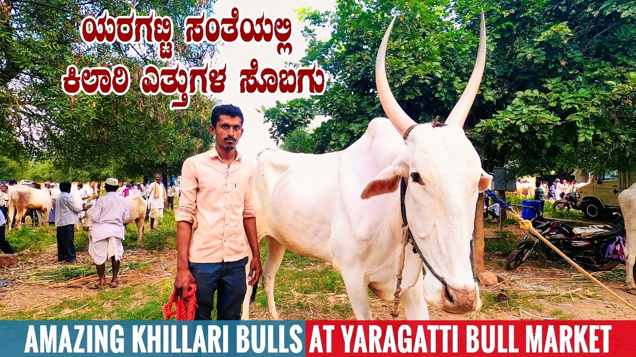 Khillari Bulls at Yaragatti Cattle Market near Belgaum in Karnataka ...