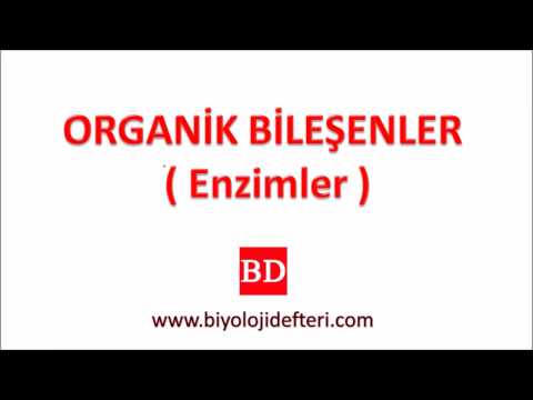 ENZİMLER - 1