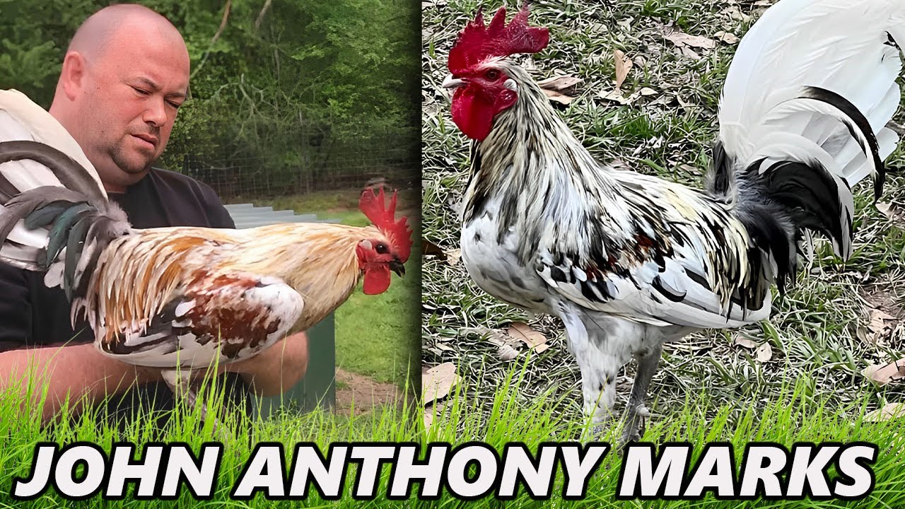 Marks Mug Splash Mini Asil John Anthony Marks Farm - Beautiful Birds - YouTube