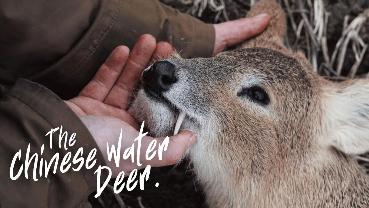 Hunting Chinese Water Deer in Southern England | Deerstalking UK - YouTube