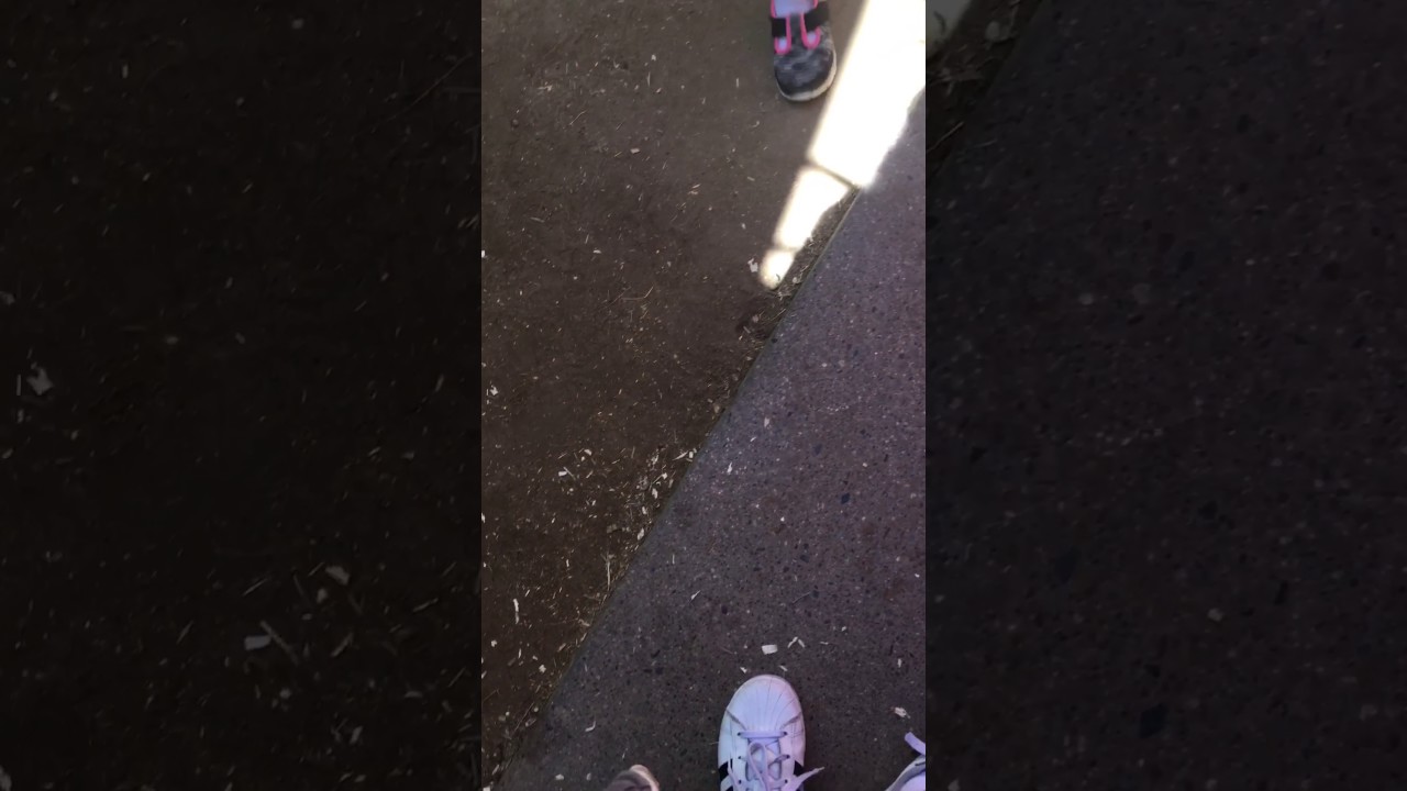 Goat 🐐 bites off girls hand at petting zoo - YouTube