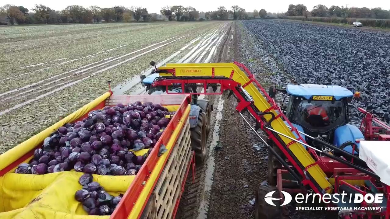 Cabbage Harvesting Equipment VITUS Brassica Industry | Vanhoucke