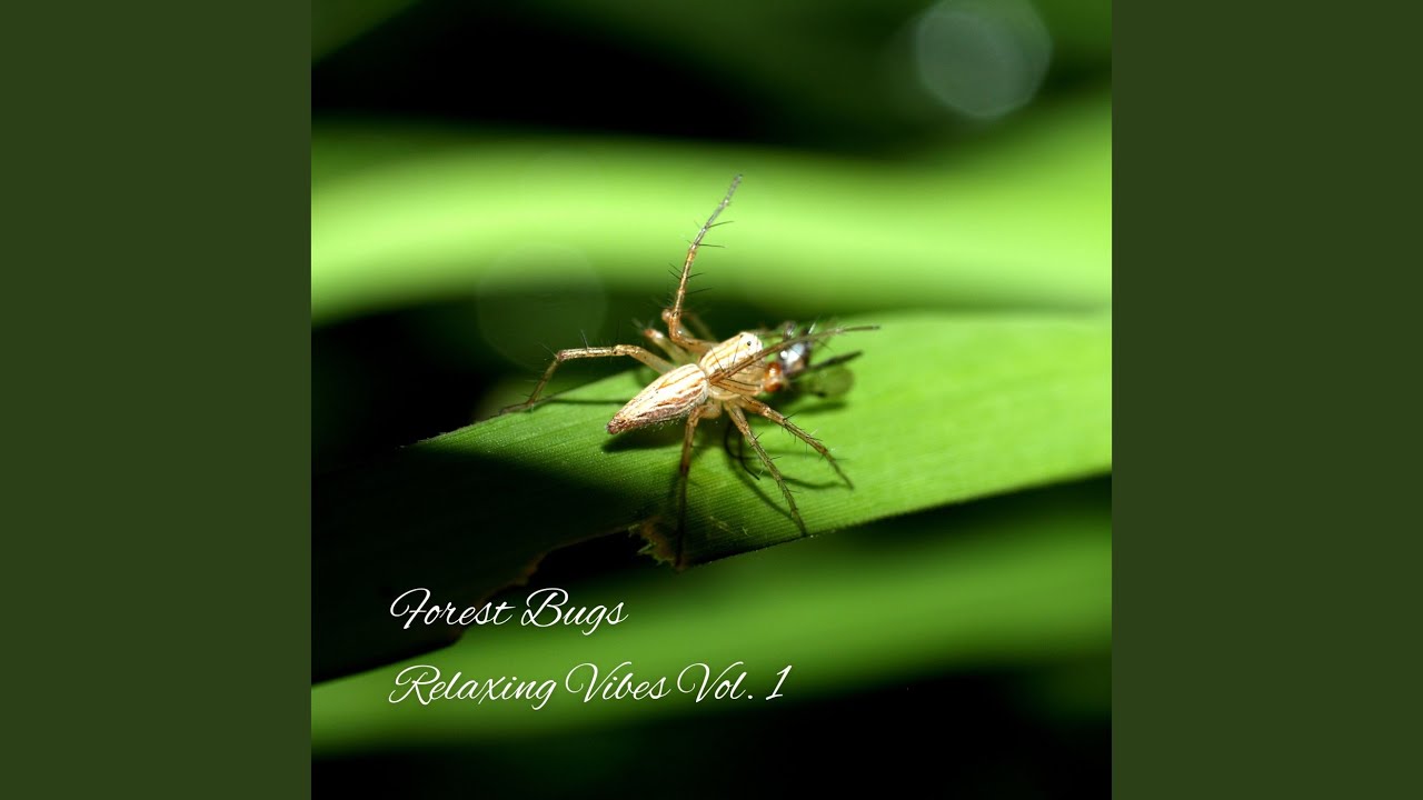 Relaxing Time with Nature Bugs Sound - YouTube