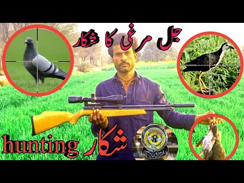 pcp pr900w gen2 dove hunting jal murgi hunting pcp pr900w gen2 full ...