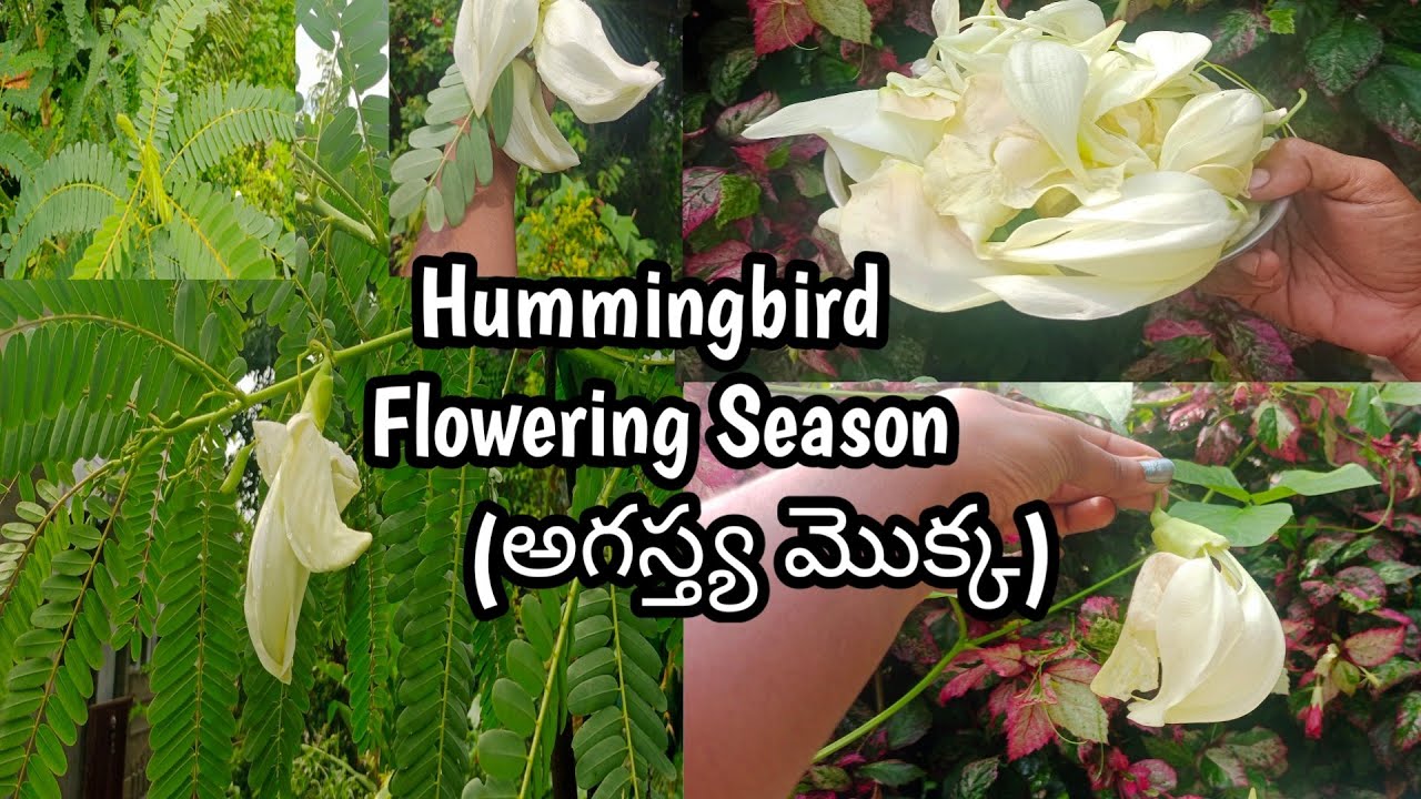 #avisa plant flowersAvisa plant flowers||agastya plant flowering season ...