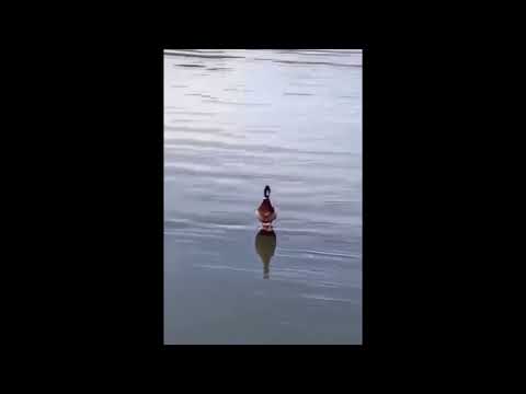 Jesus Duck - YouTube