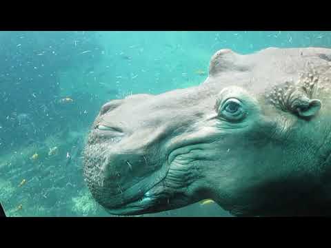 Up Close With A HIPPO! - Disney’s ANIMAL KINGDOM