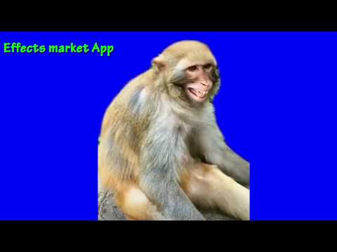 Laughing monkey Green Screen Video | Effects Market App