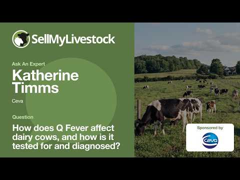 Q Fever - How does it affect dairy cows, and how is it tested for and diagnosed? | Ask An Expert