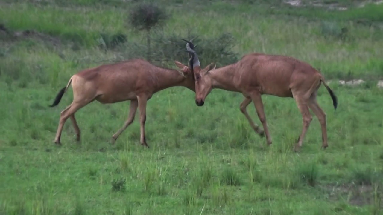Uganda - Antelope Sabre Dance - YouTube