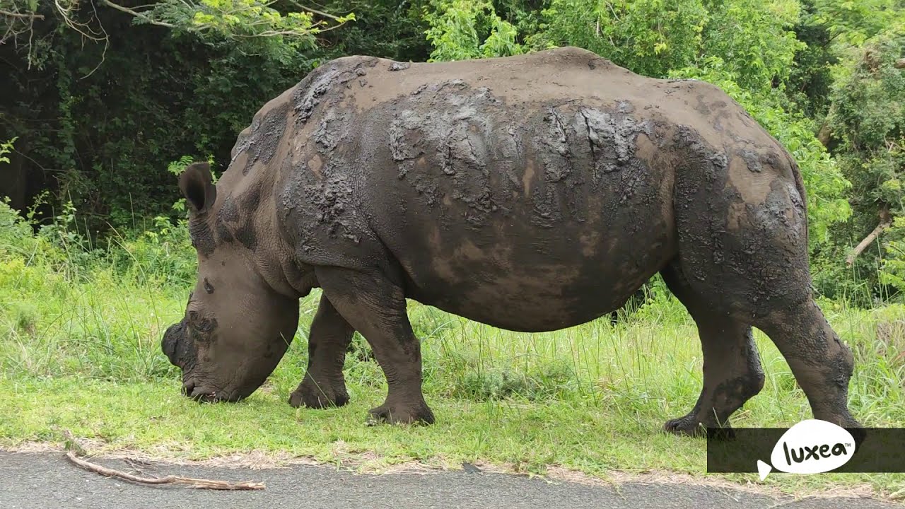 Rhino, Buffalo, Dung Beetle, Crabs, & Crocodile in Zulu Land of ...