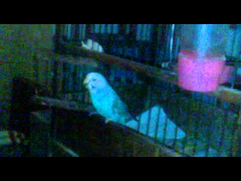 Злой попугай-Angry parrot-ავი თუთიყუში.mp4