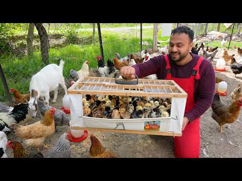 Büyüyen Civcivleri Taşıdım 🐣 | Gizli Yumurtalara Son | Gurk Tavukları Ayırdım