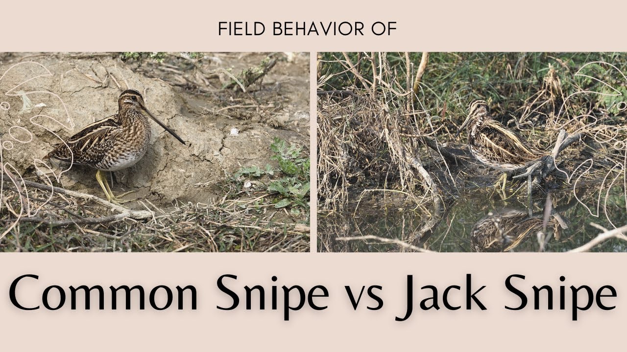 Common Snipe vs Jack Snipe ... Filed behavior and size comparison # ...