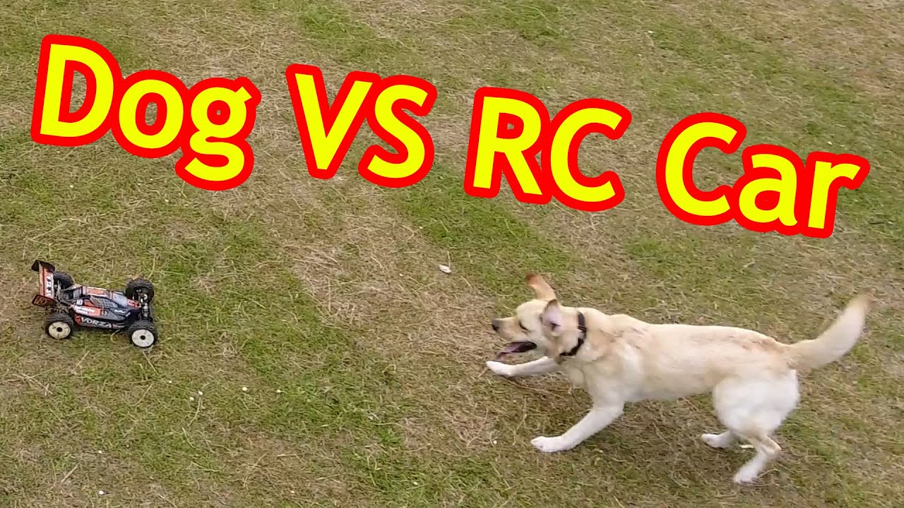 Dog VS RC Car Drone Footage ft DJI Phantom 4, HPI Vorza, Kyosho Inferno ...