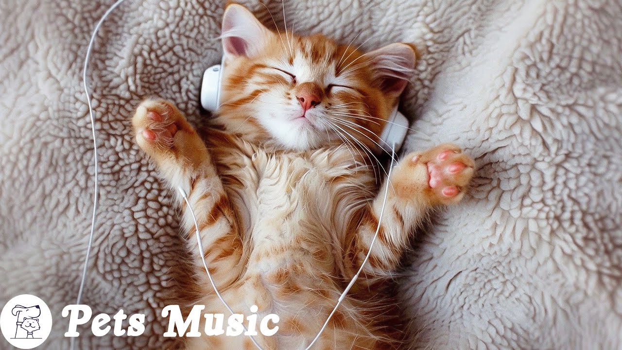 Calming Music for Cats that Gives Comfort, Anxiety Relief - Relaxing ...