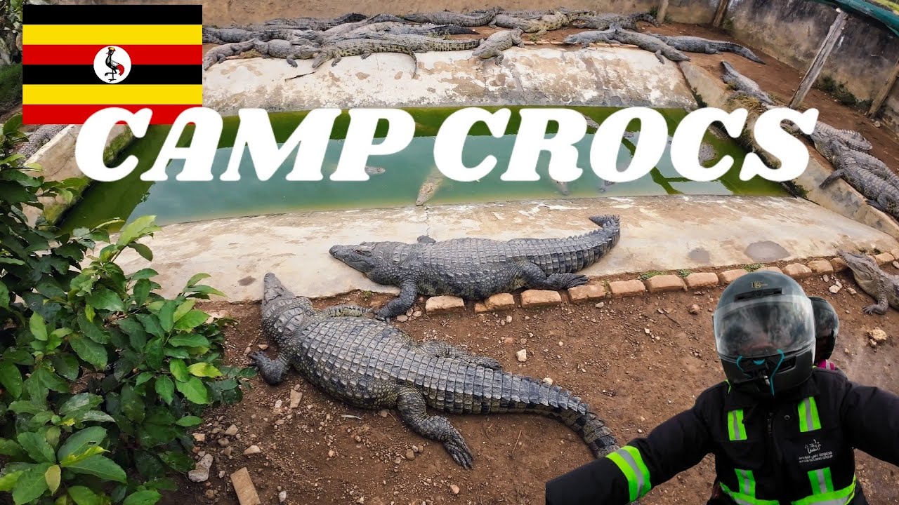 The CROCODILE FARM 🐊 |Camp Crocs Buwama🇺🇬 - YouTube