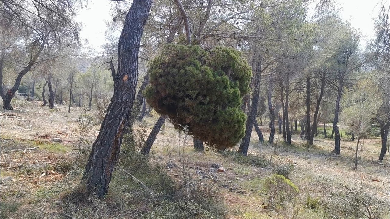 Μια "σκούπα της μάγισσας" (νεοπλασία πεύκου) επικίνδυνη (σφηκοφωλιά ...