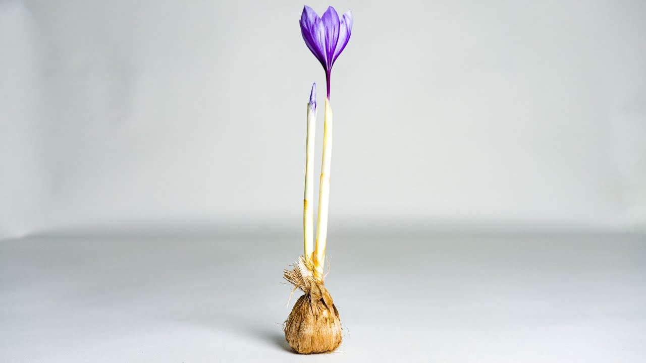 How to Source Saffron Bulbs (Saffron Q&A) - YouTube