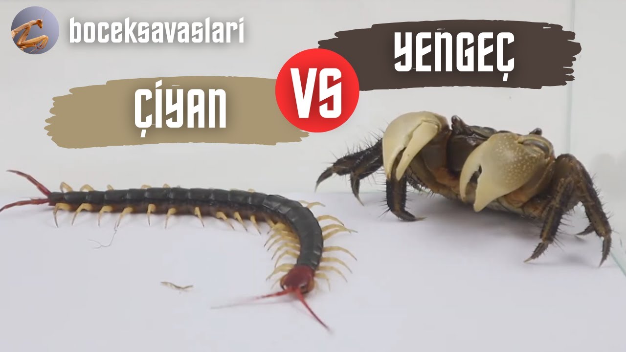 ÇİYAN VS YENGEÇ - YouTube