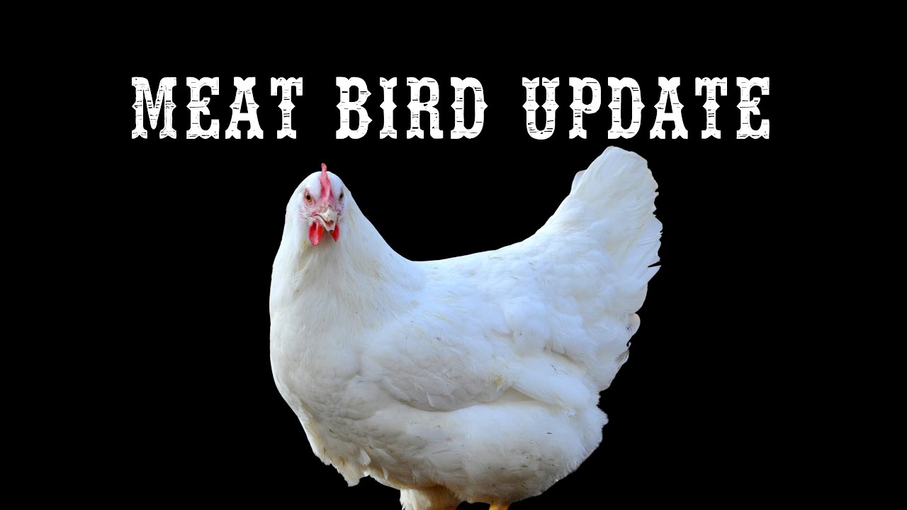 Meat bird update! - YouTube
