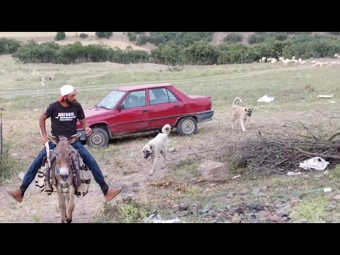 DAVARA SALDIRAN KURT YUVASI BULUNDU!!