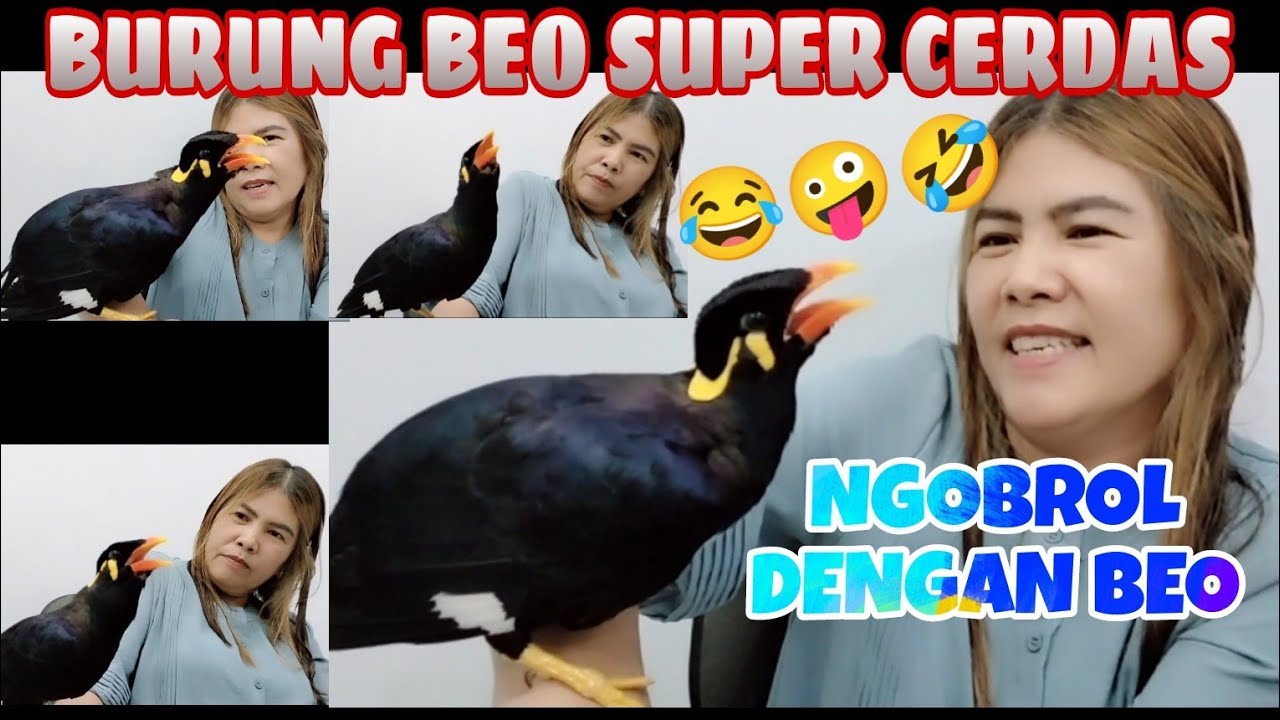 BURUNG BEO SUPER CERDAS NGOBROL DENGAN BEO PANDAI BICARA BEO PANDAI NGOMONG BEO PINTAR BICARA ...