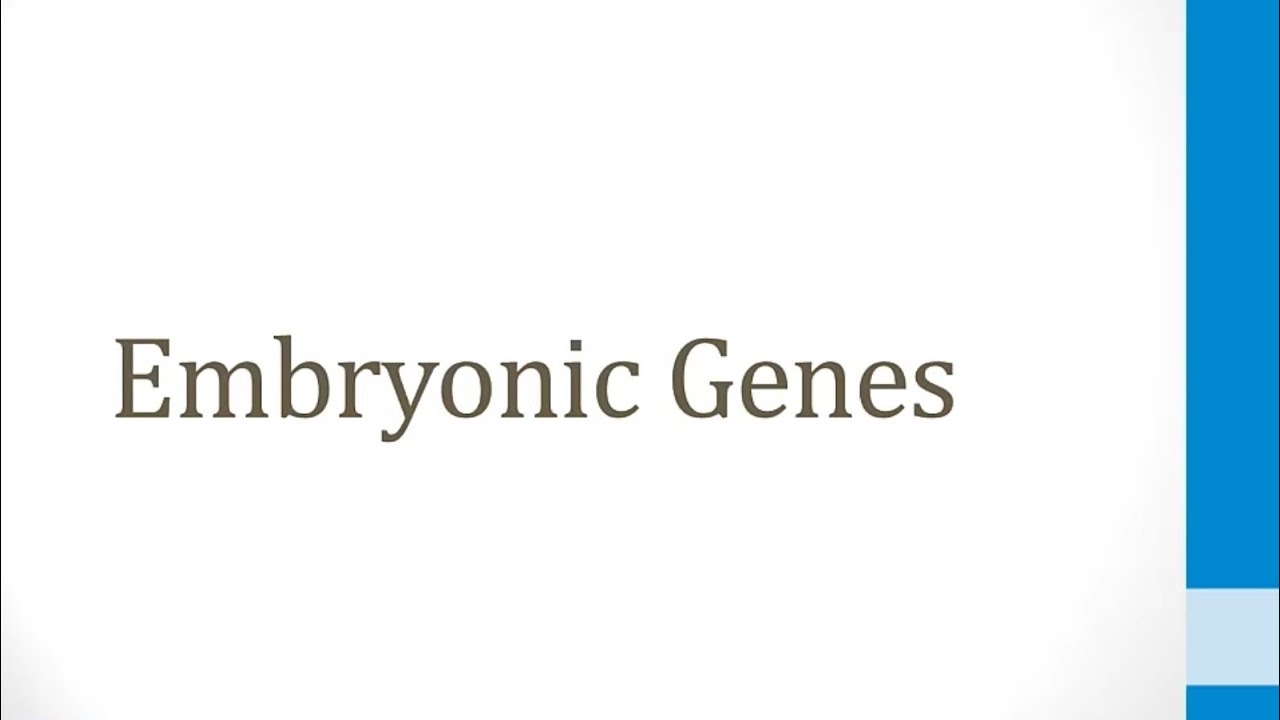 Reproductive 1.1 Embryonic Genes - YouTube