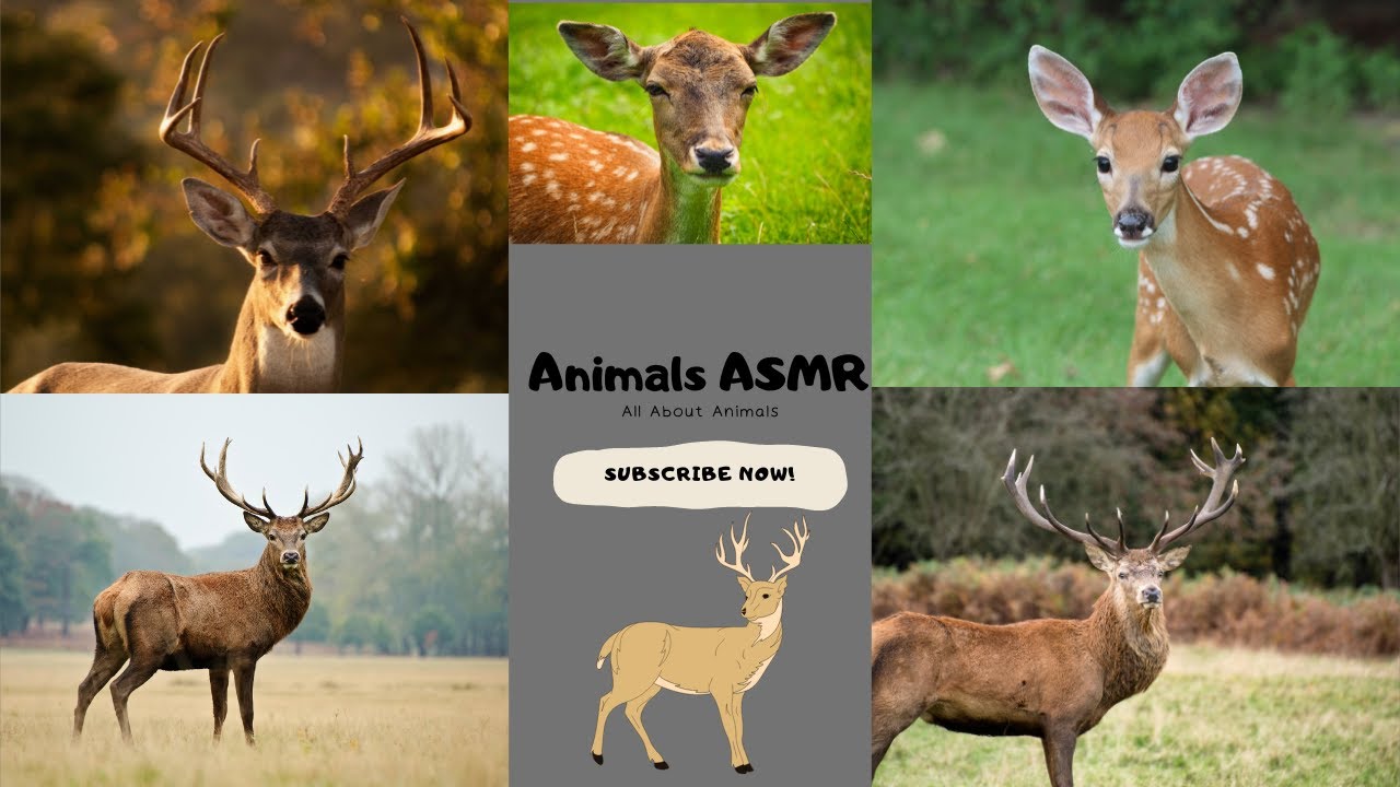 Macam Macam Hewan Binatang Rusa, Rusa Lucu, Macam Macam Rusa Lucu ...