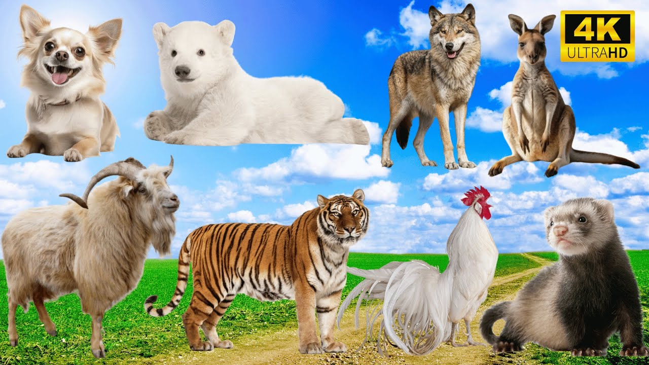 Animal Moments: Dog, Bear, Wolf, Goat, Tiger, Chicken, Weasel - Cute ...