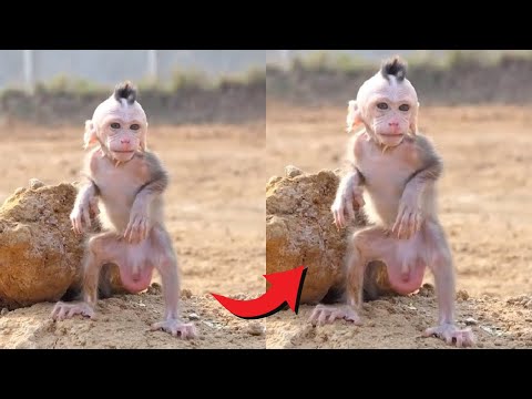 Funny & Cute Baby Monkeys Compilation 🐵 | Jungle Pranks & Wild Primates