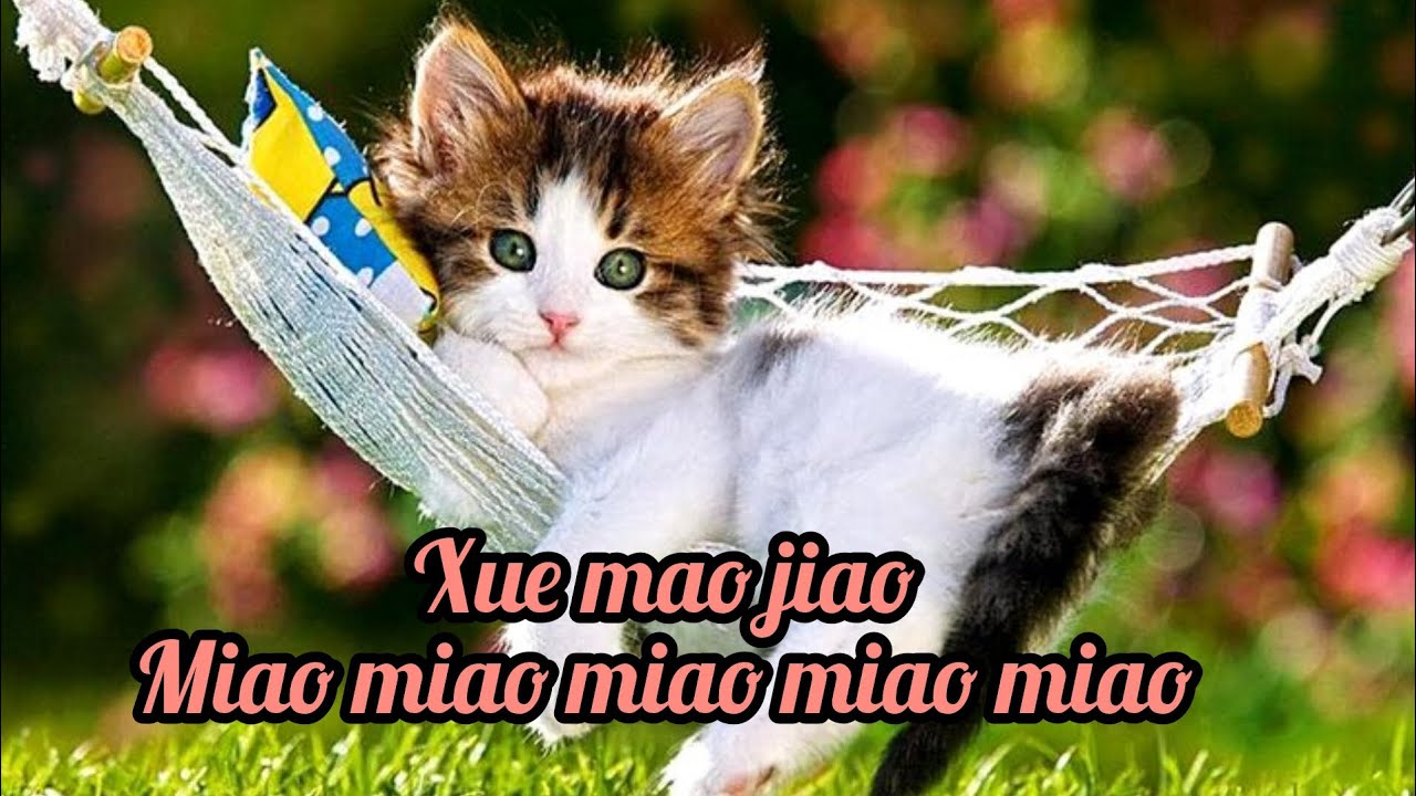 XUE MAO JIAO "miao miao miao " #laguhits #laguviral #lyricvideo ️ teman ...