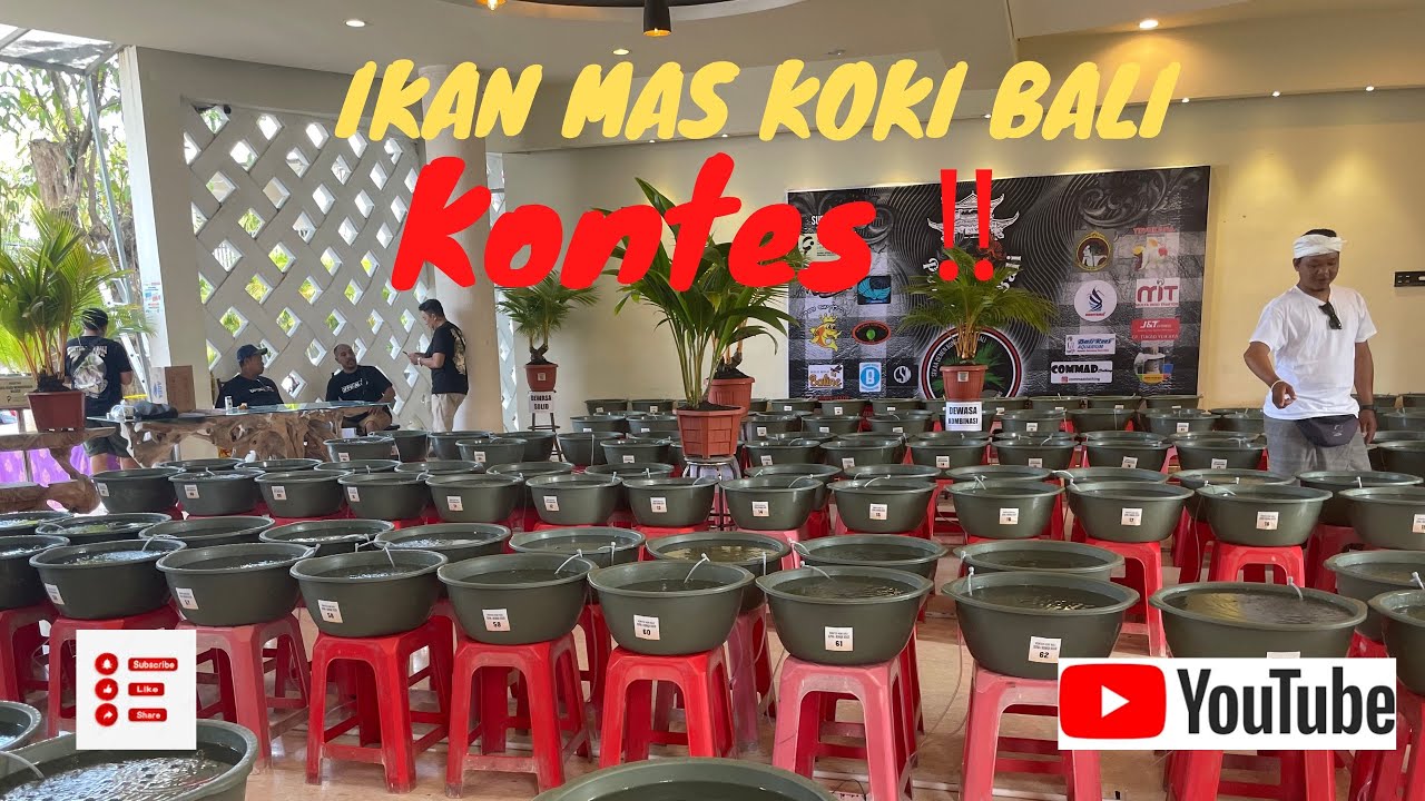 Kontes ikan mas koki bali ‼️ - YouTube