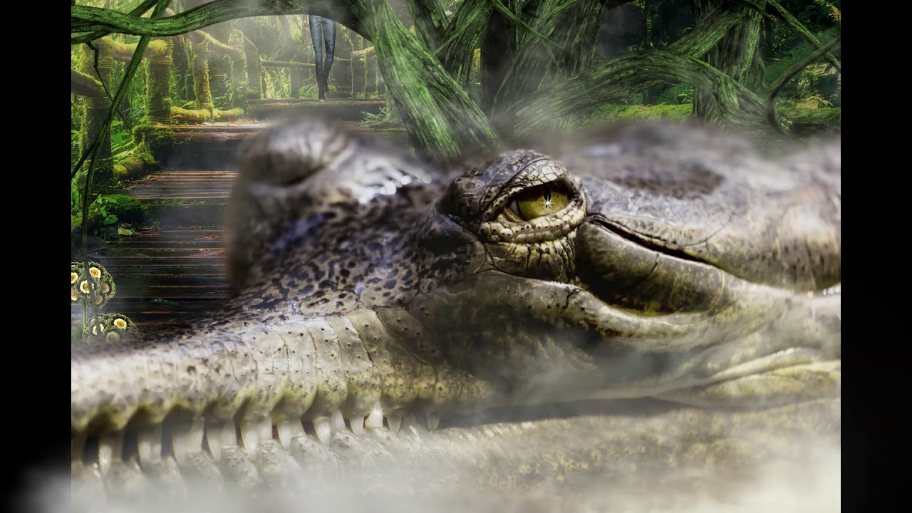 Hungry Alligator. - YouTube