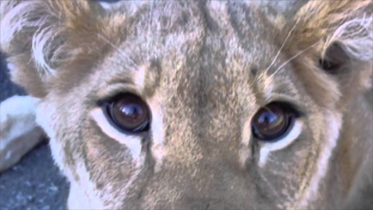 Tri State Zoo- English 330 - YouTube