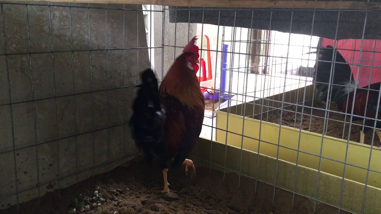 Asil Kelso 7th trạng đá 1kg3 - YouTube