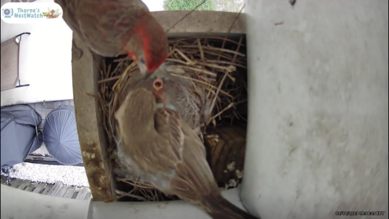 Full Day of Hatching Chicks!! / House Finches - YouTube