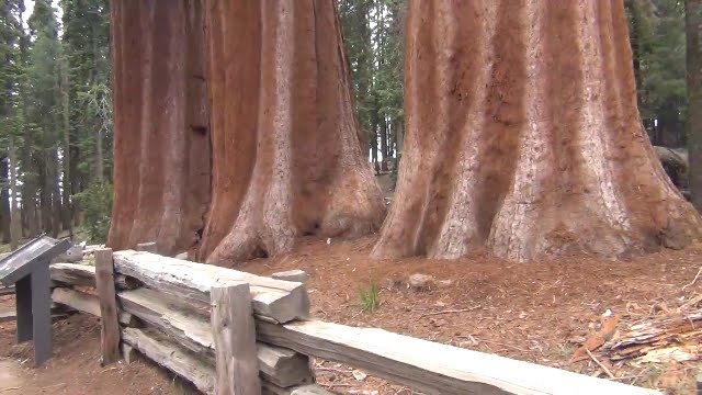 The Three Graces / Giant Sequoia Tree's / 2k year's old / Sequoia ...